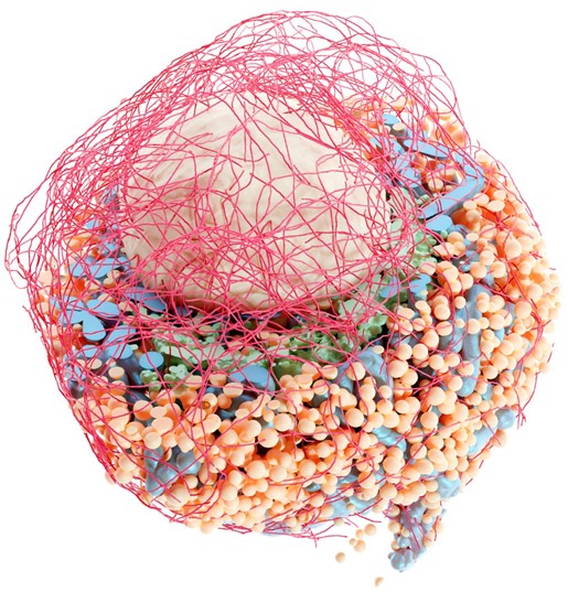 Strategies for organelle-specific segmentation of 3D electron ...
